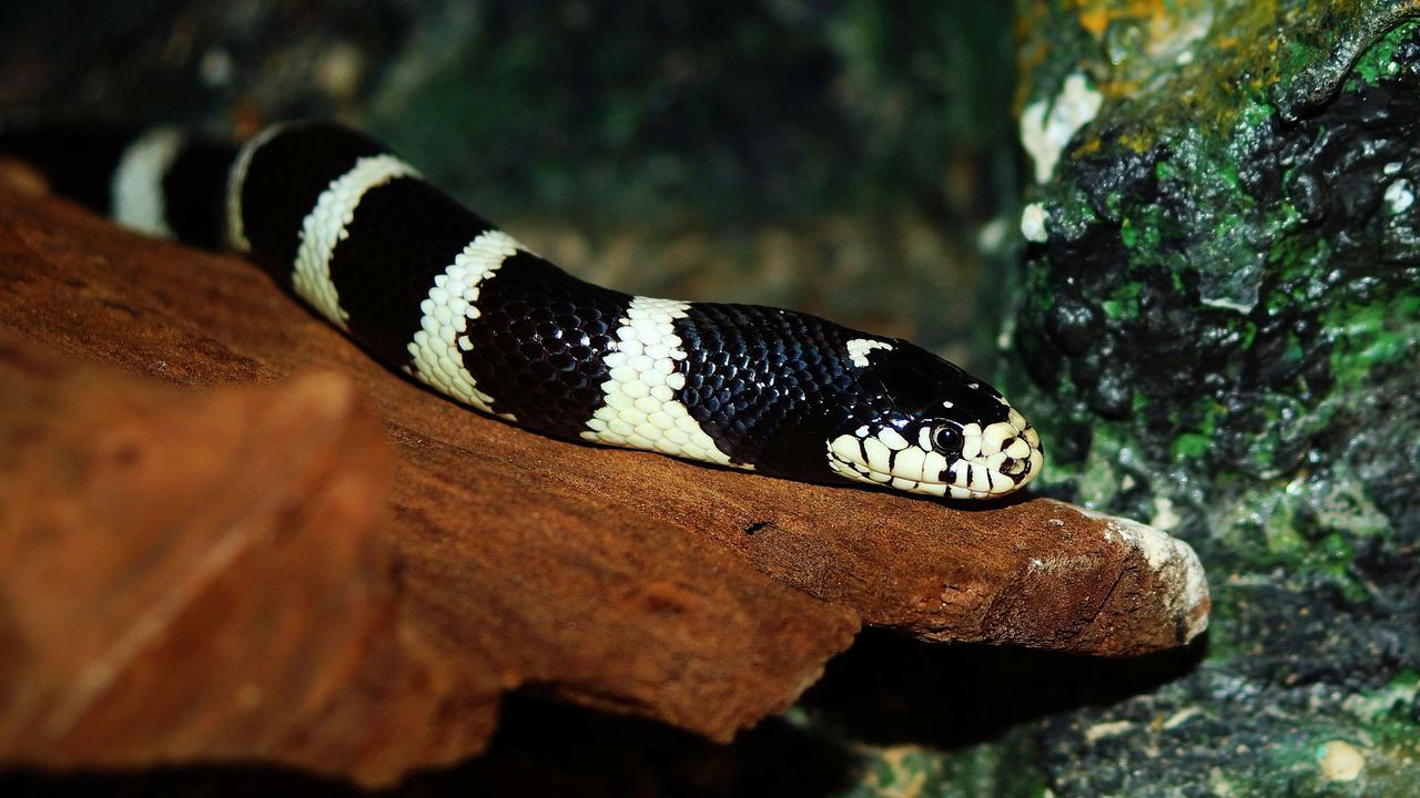 Ciri Ular Weling dan Bedanya dengan Welang yang Penting Diketahui