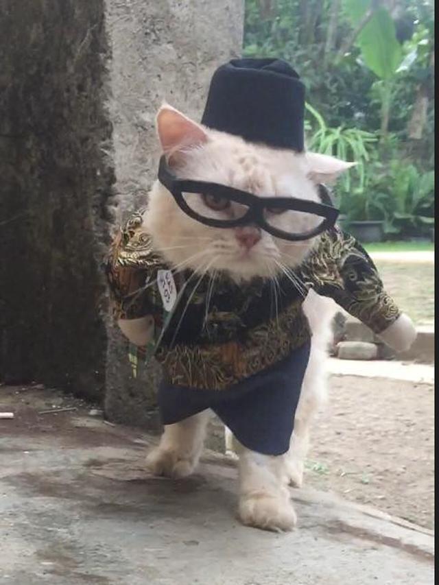 6 Potret Kucing Pakai Kostum Berbagai Profesi Ini Bikin Ketawa Geli ...