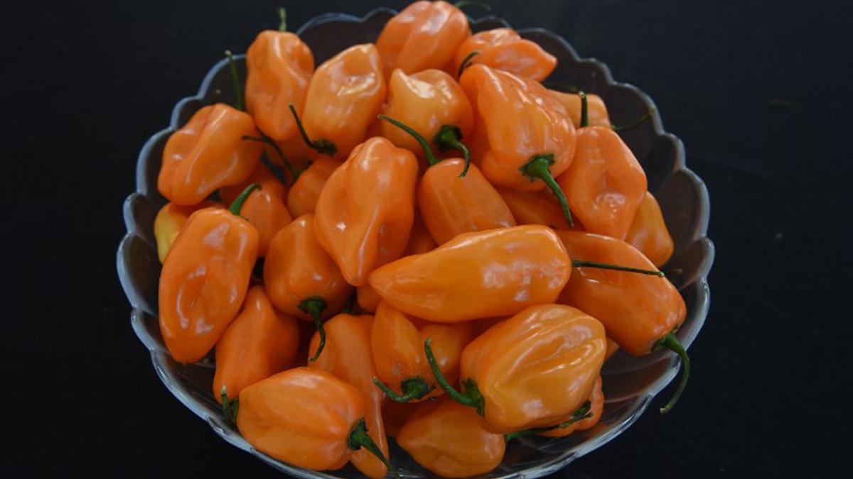 Jangan Takut Konsumsi Cabai Saat Puasa - Health Liputan6.com