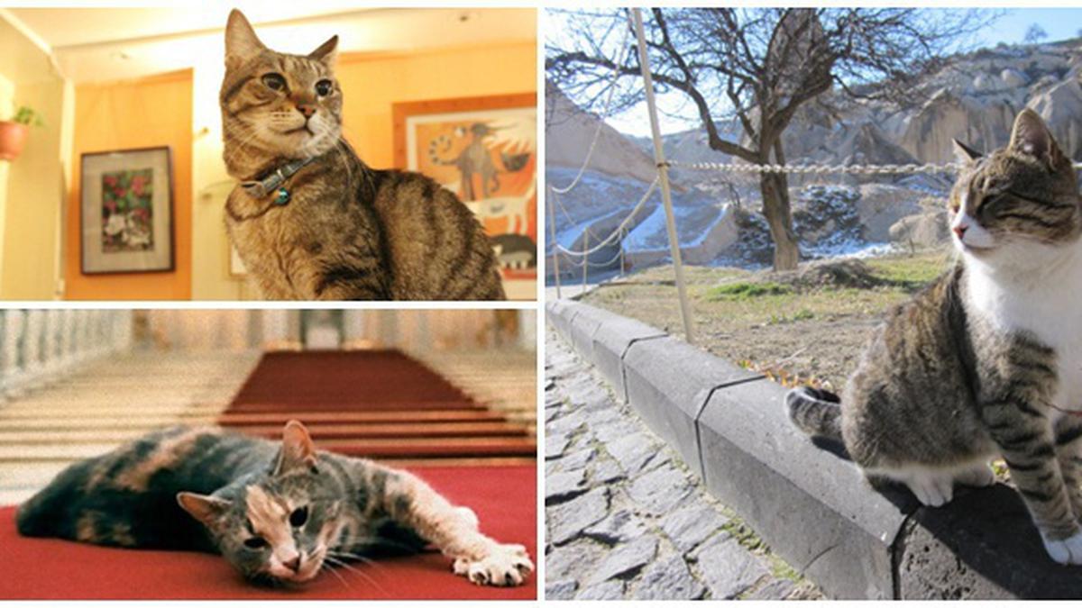 5 Tempat Wisata Yang Cocok Bagi Pecinta Kucing - Lifestyle Fimela.com