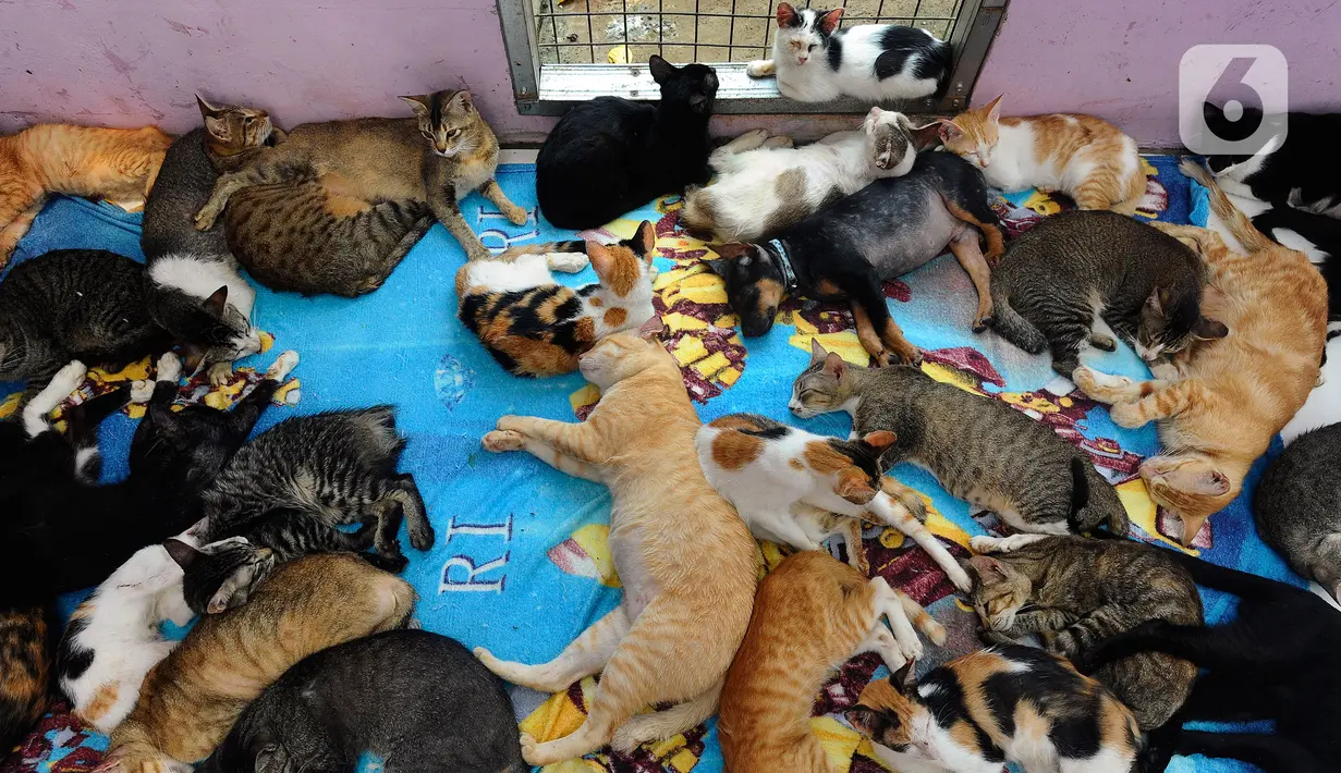 Mengunjungi Rumah Singgah Ribuan Kucing Terlantar di Parung - Foto Liputan6.com