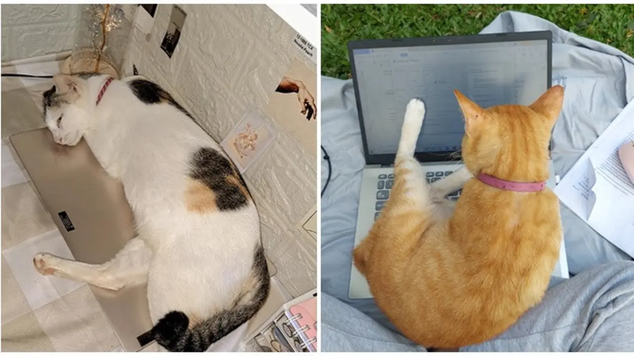Mengapa Kucing Suka Duduk di Laptop? Ini Penjelasannya