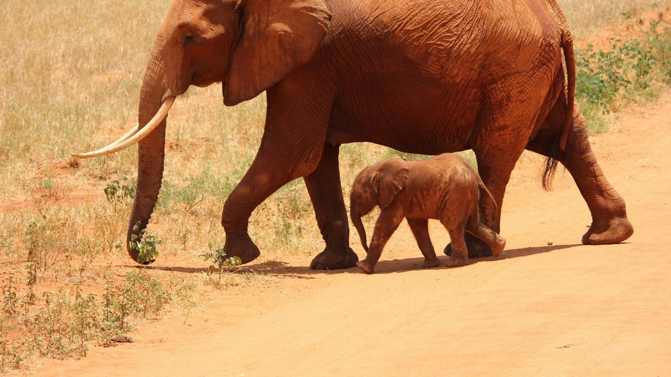 14 Fakta Unik Gajah: Tingkat Kecerdasan, Populasi, dan Saudara Jauhnya ...