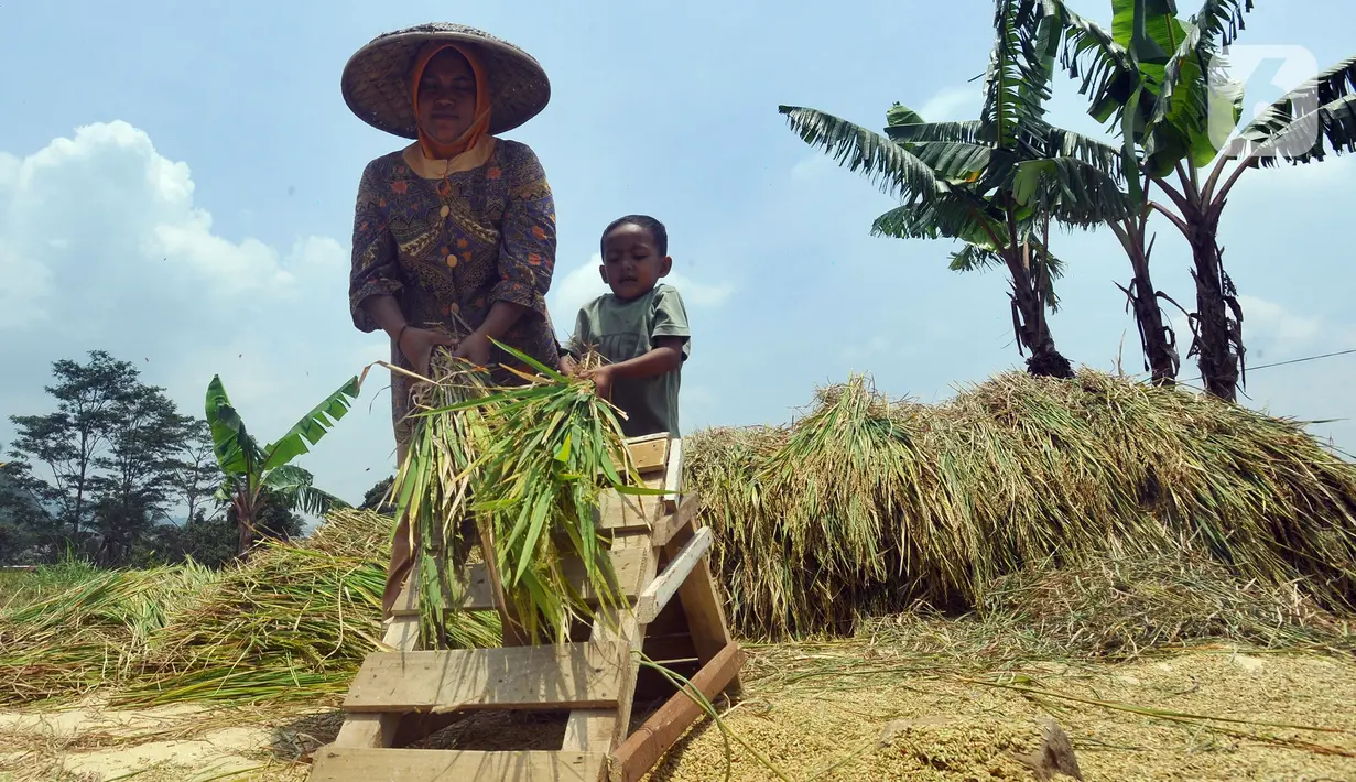Harga Gabah Tinggi, Pemerintah Lakukan Penyesuaian HET dan HPP - Foto ...