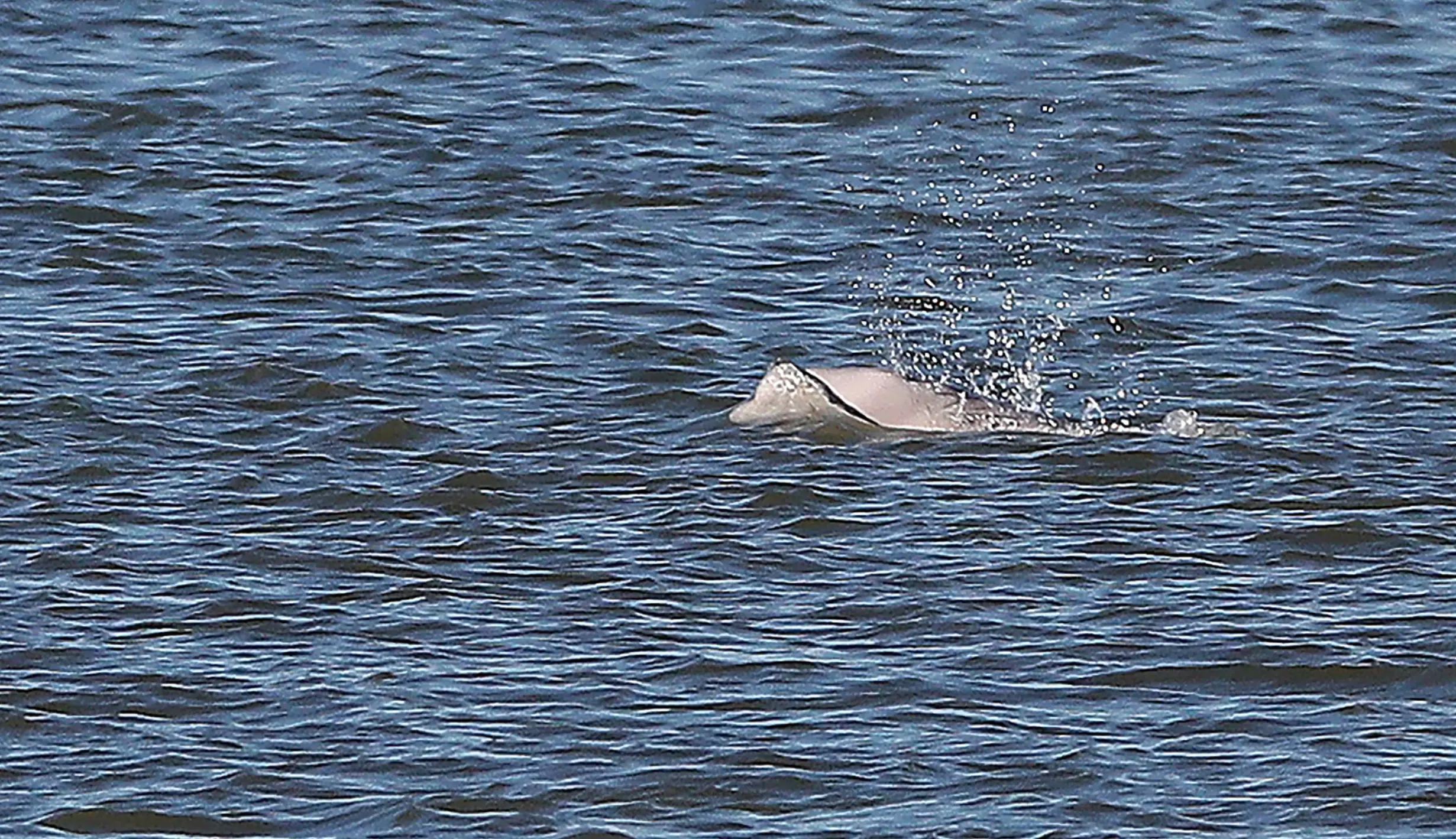 FOTO: Fenomena Langka, Paus Asal Arktik Muncul di Sungai Thames London ...
