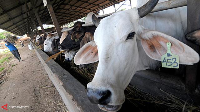 Sapi Asal Australia Dites Kesehatan Dulu Sebelum Masuk RI - Bisnis ...