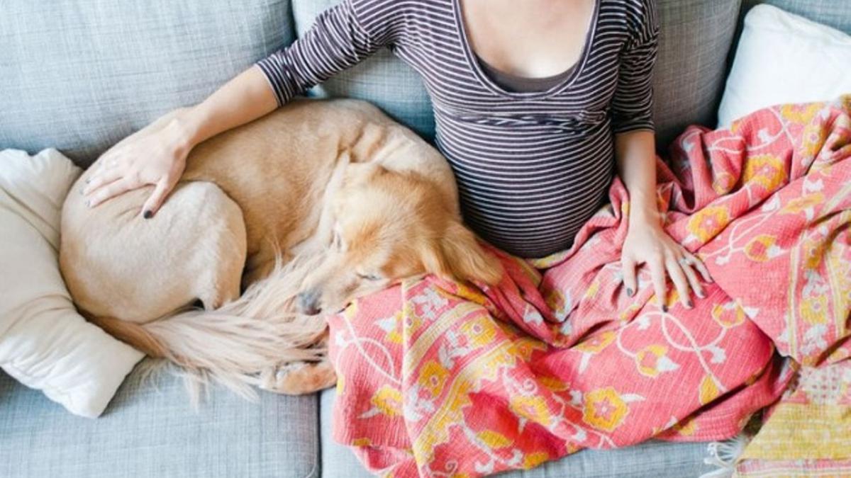 15 Anjing yang Nggak Sabar Menunggu Kelahiran Bayi Majikannya