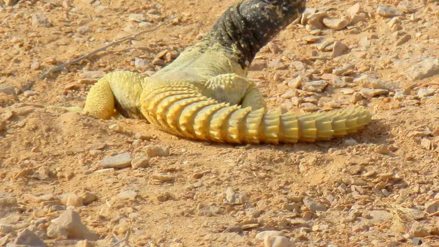 Mengenal Dhabb, Kadal Gurun yang Halal untuk Dimakan dan Memiliki ...