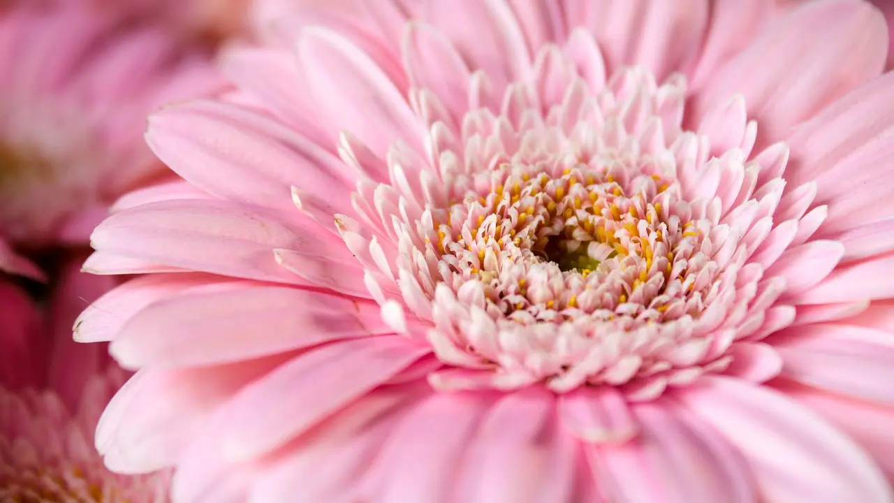 Arti Filosofi Bunga Gerbera beserta Maknanya - Ragam Bola.com