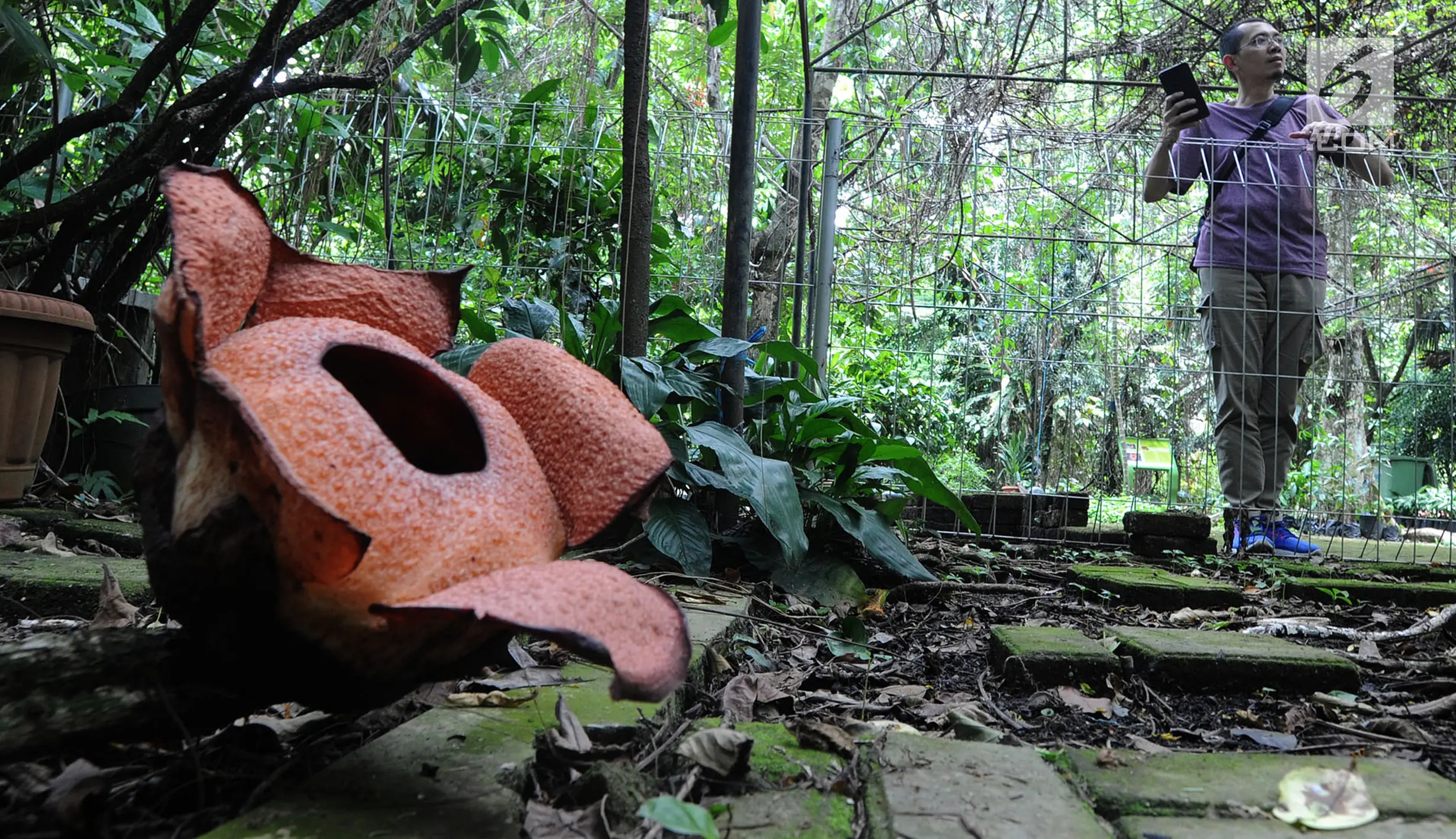 FOTO: Bunga Langka Rafflesia Patma Mekar di Kebun Raya Bogor - Foto ...