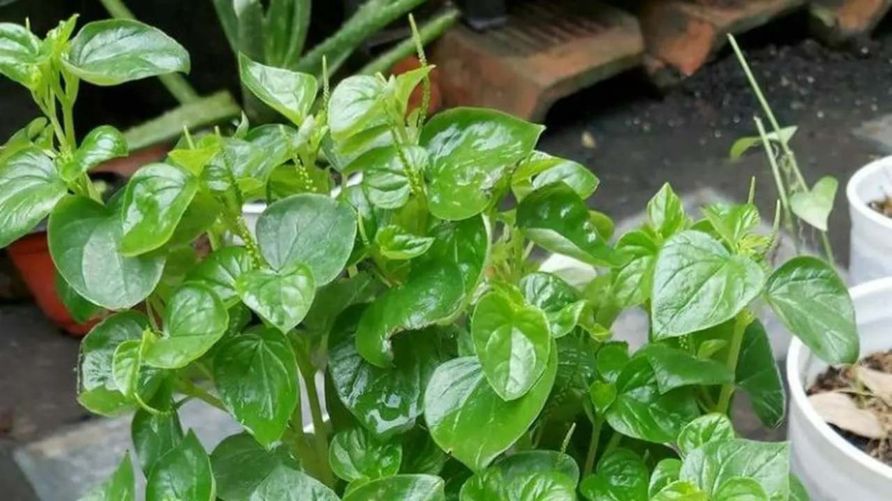 Tanpa Obat Kimia, Cara Efektif Menggunakan Daun Sirih Cina untuk Asam ...