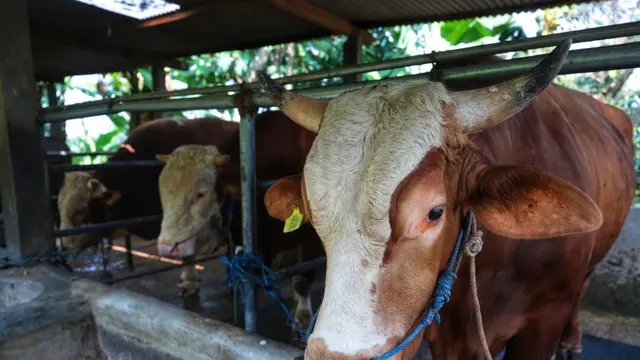 Cerita Si Bruno, Mito, dan Sanjaya Jadi Sapi Pilihan Presiden Prabowo dari Kota Bandung ...