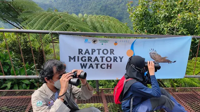 Fakta-Fakta Unik Raptor Si Burung Penantang Maut - Regional Liputan6.com