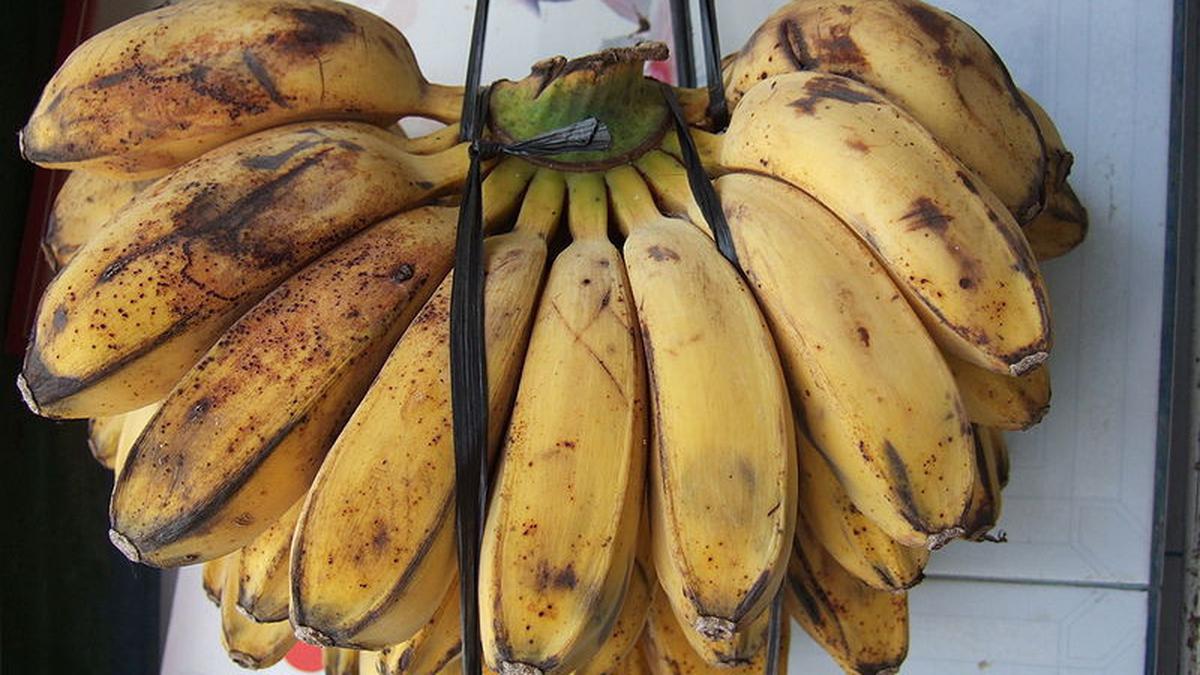 Cara Rebus Pisang Kepok di Rice Cooker, Hasil Tetap Kuning dan Matang ...