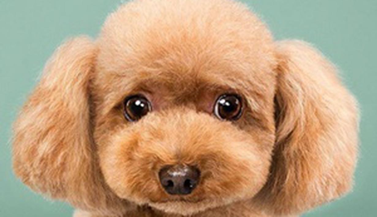 10 Foto Before After Anjing Potong Rambut: Cute dan Bikin Gemas - Photo ...