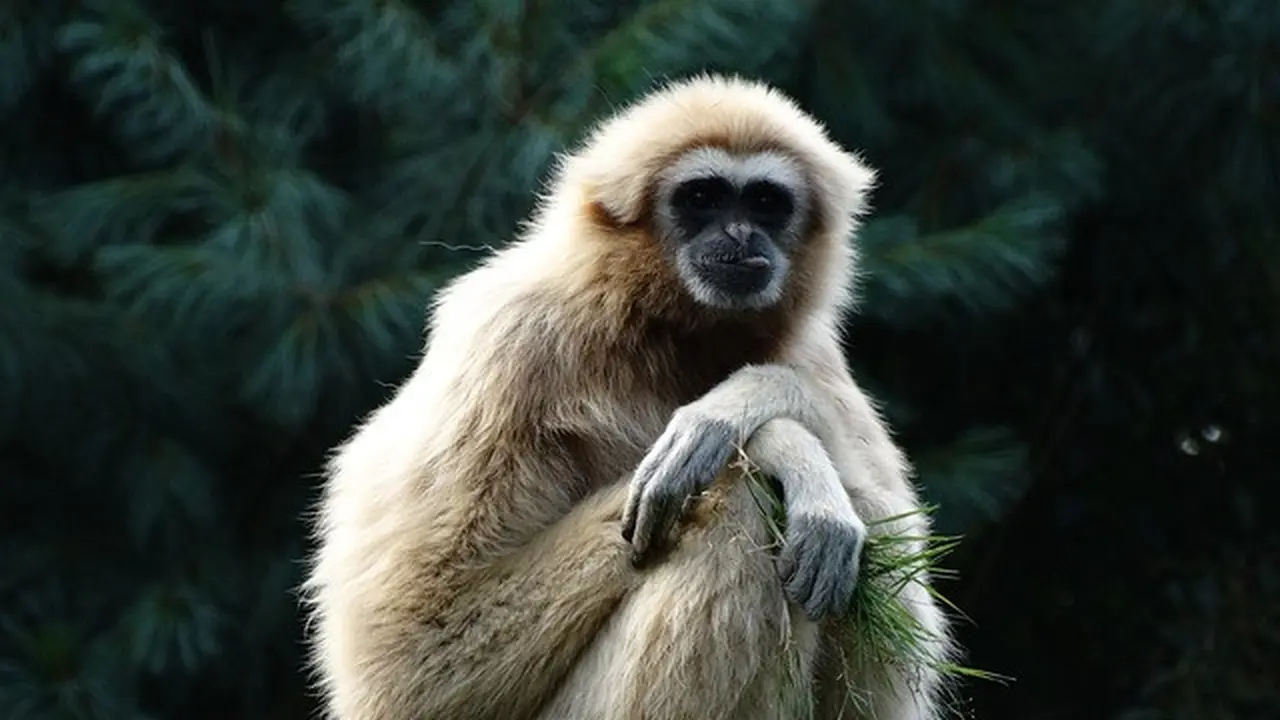 Wajib Tahu! Ini Dia 5 Hewan Primata Paling Cerdas di Dunia, Mulai dari ...