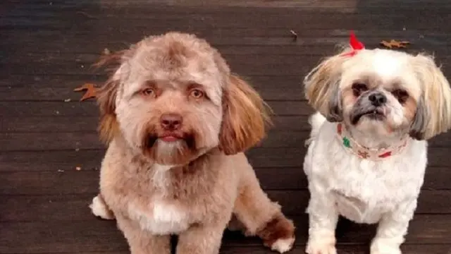 Kisah Anjing Yogi yang Disebut Mirip Manusia dan Curi Perhatian Netizen ...