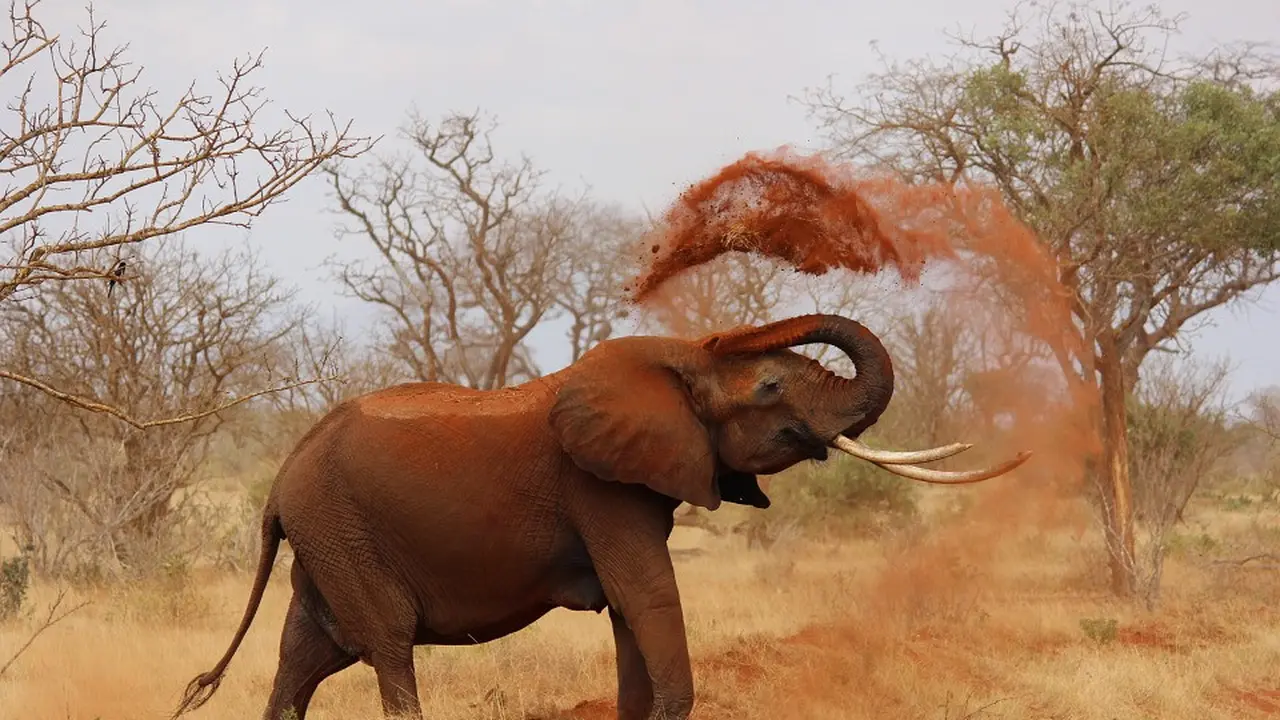 Ciri-Ciri Gajah dan Fakta Uniknya, Tak Sekadar Memiliki Ukuran Serba ...