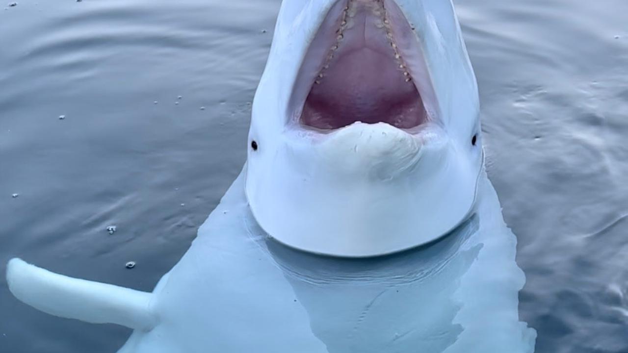 6 Fakta Menarik Paus Beluga Si Kepala Melon