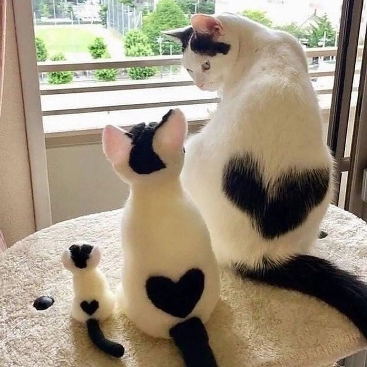 6 Potret Ibu Kucing dan Anaknya Punya Corak Tubuh Sama, Momen Langka ...