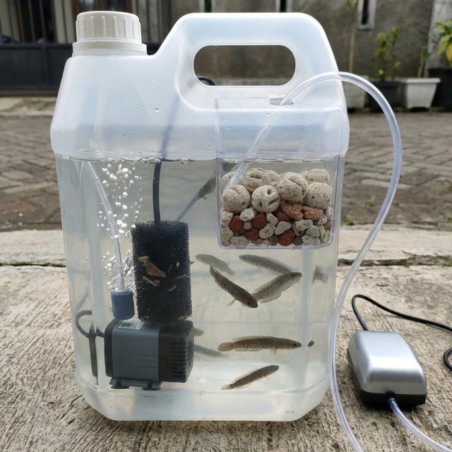 Ternak Ikan Gabus dalam Galon, Ini 7 Tips Mengatur Air agar Tidak Bau ...
