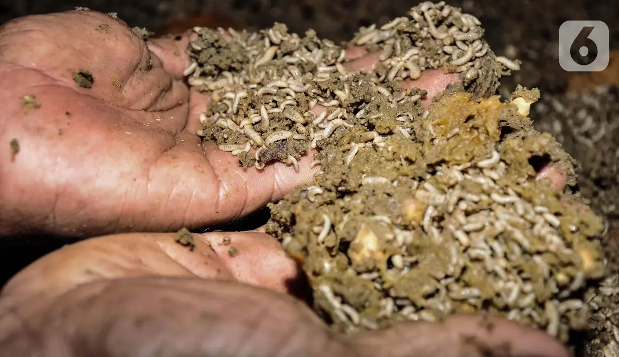 FOTO: Budi Daya Maggot untuk Kurangi Sampah Organik - Foto Liputan6.com