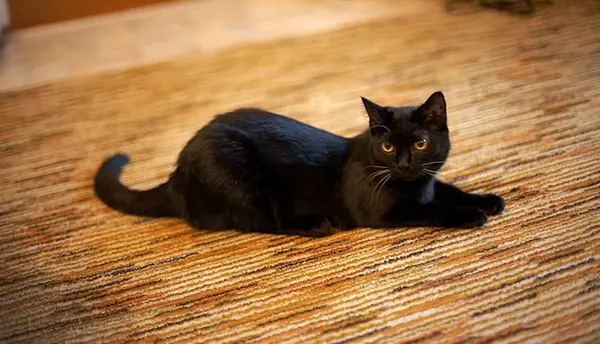 Panduan Lengkap Cara Menggunakan Google Maps - Feeds Liputan6.com