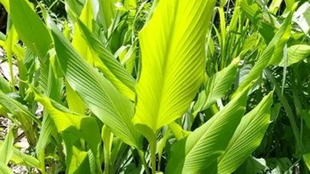 Manfaat Tersembunyi Daun Kunyit, Begini Cara Membuat Ramuan Sehatnya