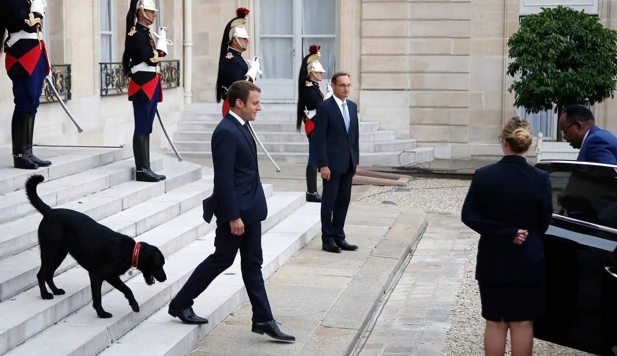 PHOTO: Nemo, Anjing Setia Milik Presiden Emmanuel Macron - Foto ...