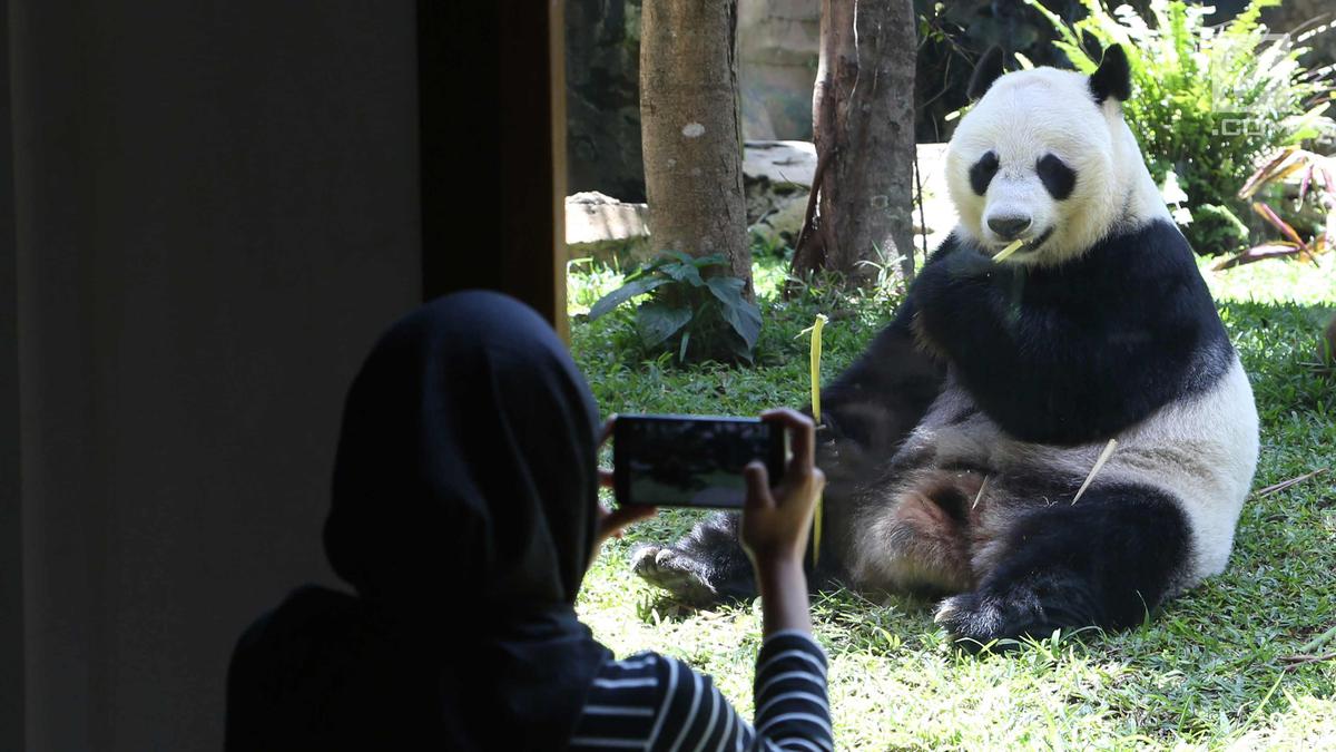 PHOTO: Tingkah Menggemaskan Dua Panda China di Taman Safari Indonesia ...