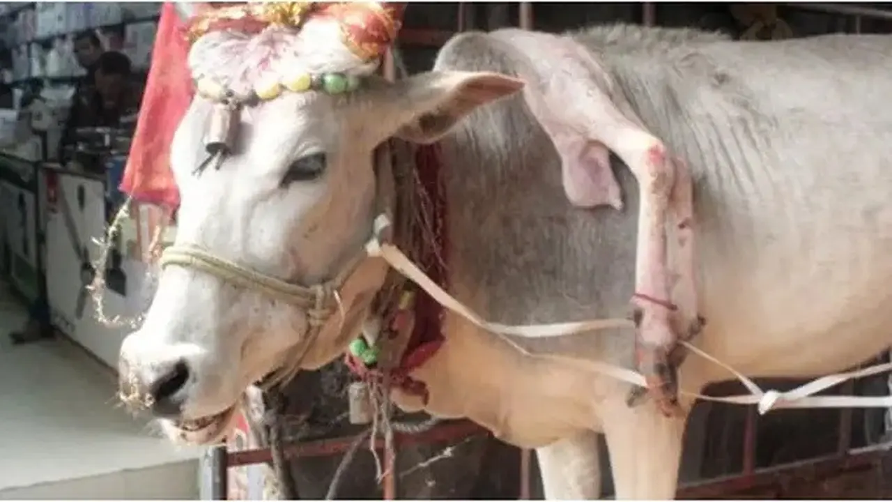7 Fenomena Sapi Punya Lima Kaki Ini Disebut Pertanda Baik dan Buruk ...