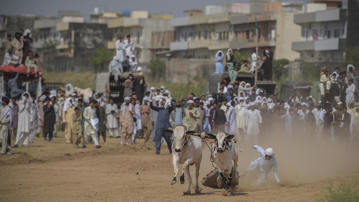 FOTO: Keseruan Kompetisi Balap Sapi di Pakistan