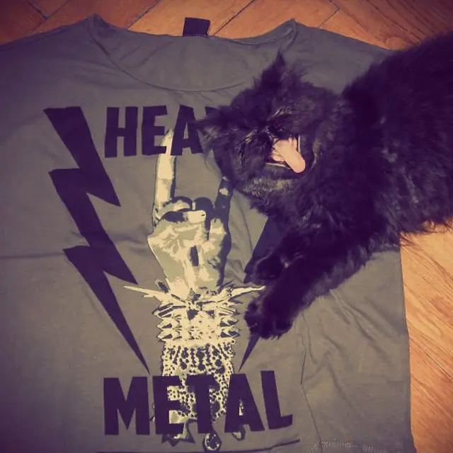 Begini Hasilnya, Saat Foto Kucing Pas dengan Momen - Ragam Bola.com