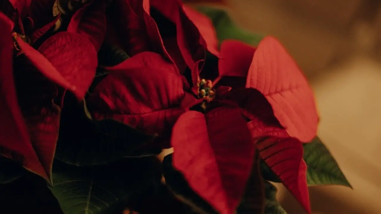 Dipercaya Bawa Energi Positif, Kenali 7 Tanaman Daun Merah yang Cantik ...