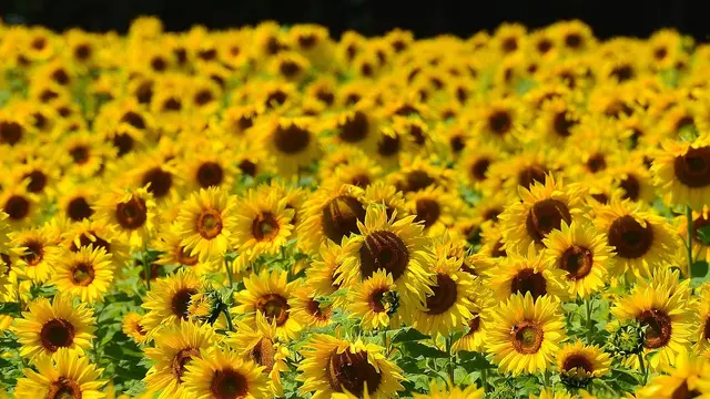 5 Cara Menanam Bunga Matahari dari Biji yang Mudah Dipraktikkan - Hot ...