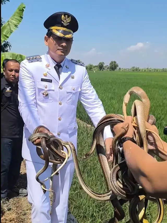 Seluk Beluk Program ‘Ular Sahabat Tani’ di Balik Aksi Bupati Indramayu Lucky Hakim Lepas Ribuan ...