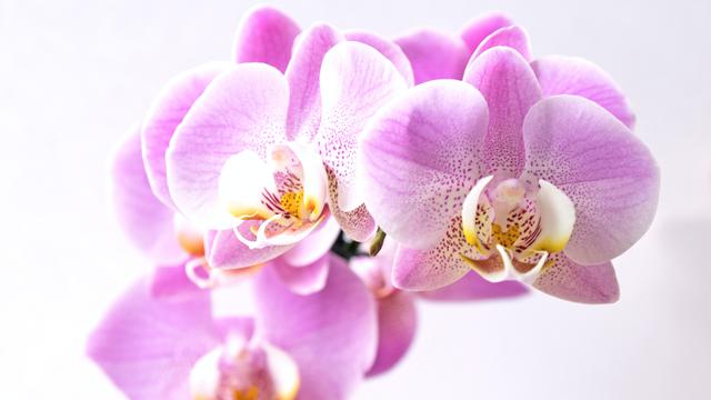 12 Jenis Bunga yang Bisa Ditanam Dalam Pot, Perawatannya Mudah