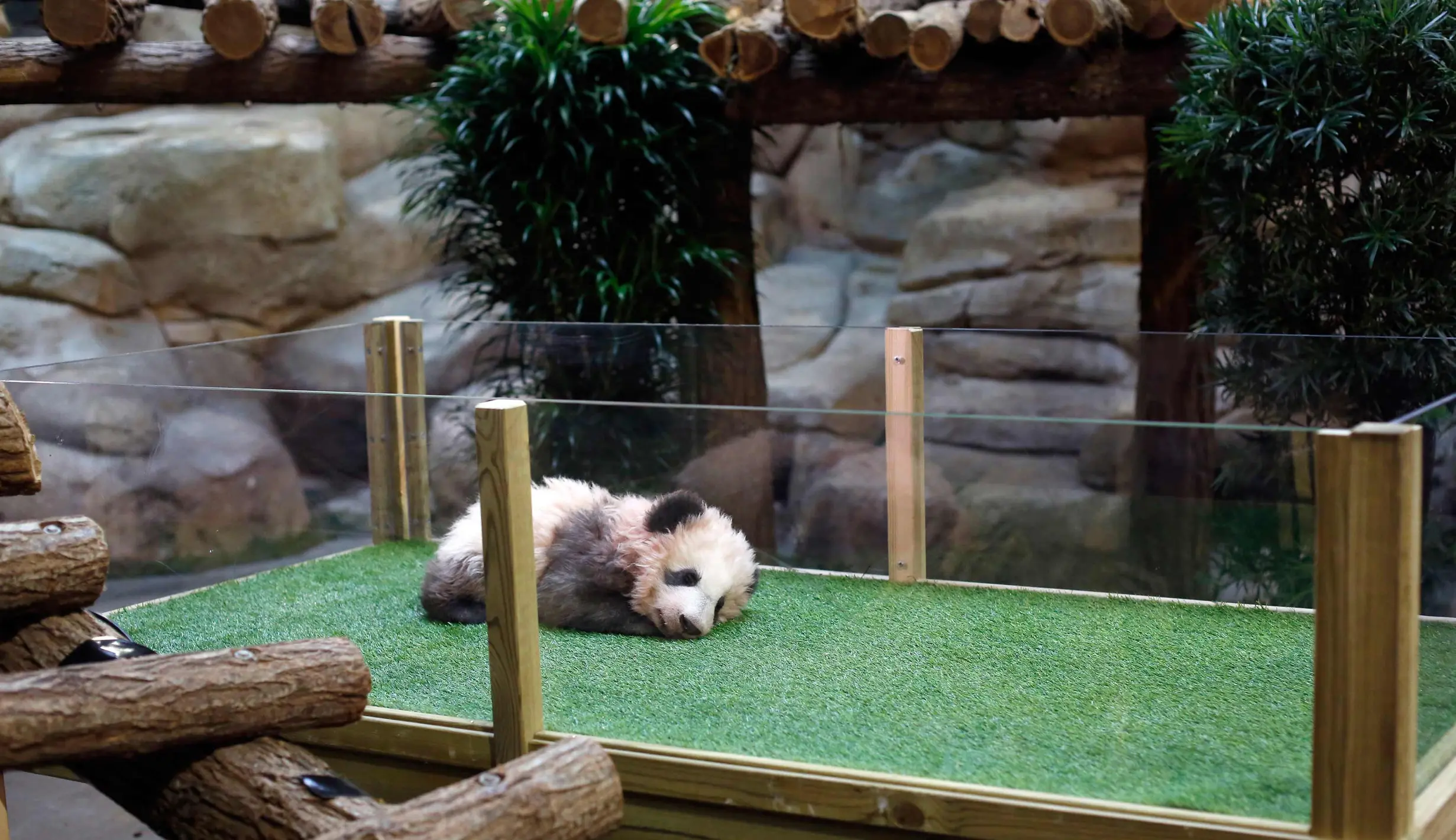 PHOTO: Lucunya Yuan Meng, Bayi Panda yang Lahir di Prancis - Foto ...