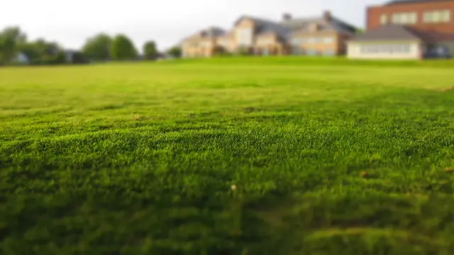 10 Jenis Rumput Taman dan Harganya untuk Hijaukan Hunian - Hot Liputan6.com