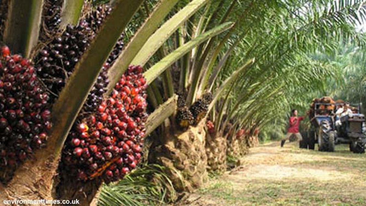 Berita harga tandan buah segar Hari Ini - Kabar Terbaru Terkini ...