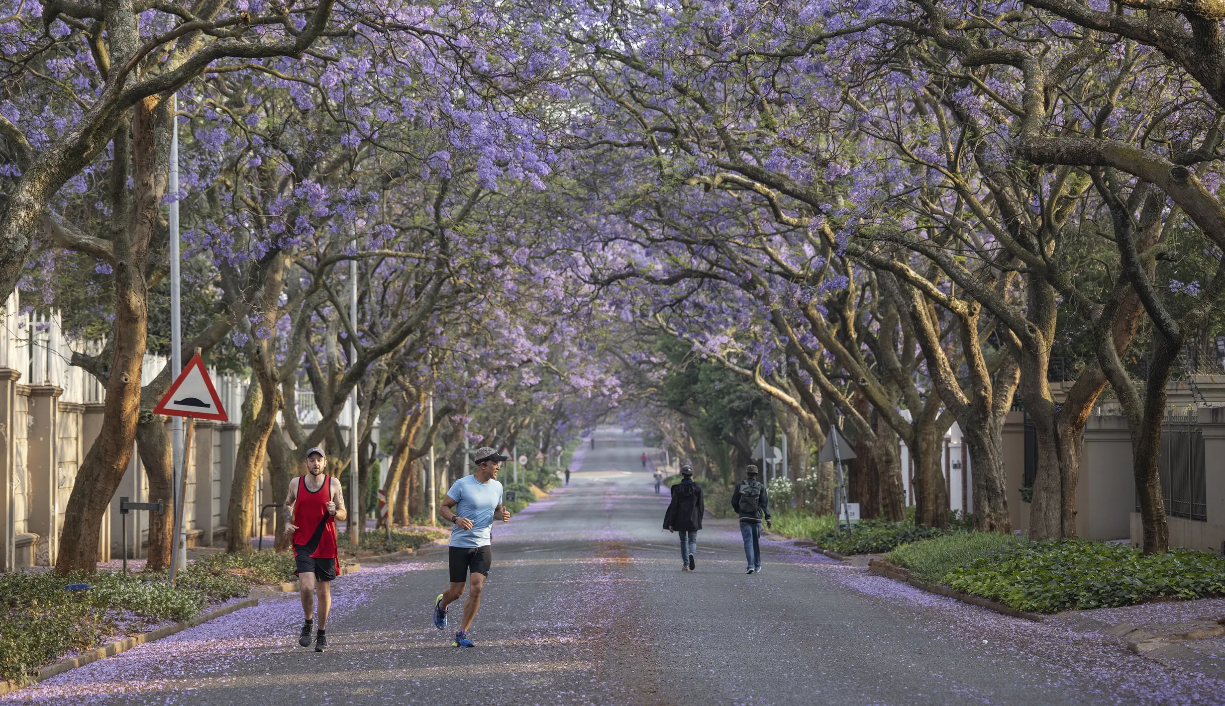 Pemandangan Kota Johannesburg Dipenuhi Bunga Jacaranda - Foto Liputan6.com