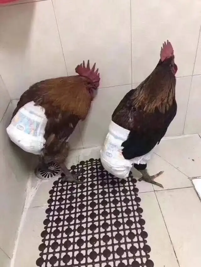 7 Potret Kocak Orang Pelihara Ayam, Ada yang Pakai Popok - Hot Liputan6.com