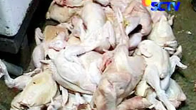 Petugas Sita Ayam Busuk - News Liputan6.com