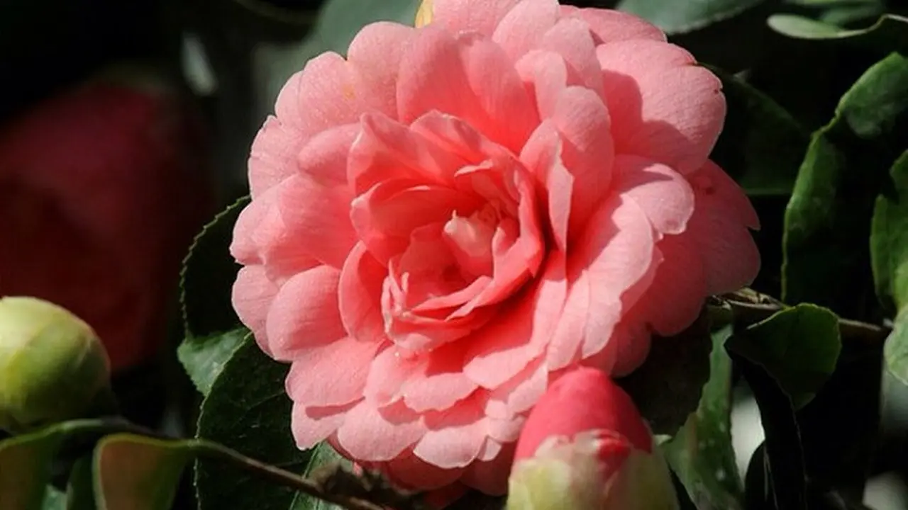 Middlemist's Red Si Bunga Paling Langka Sedunia, Hanya Tumbuh di Dua ...