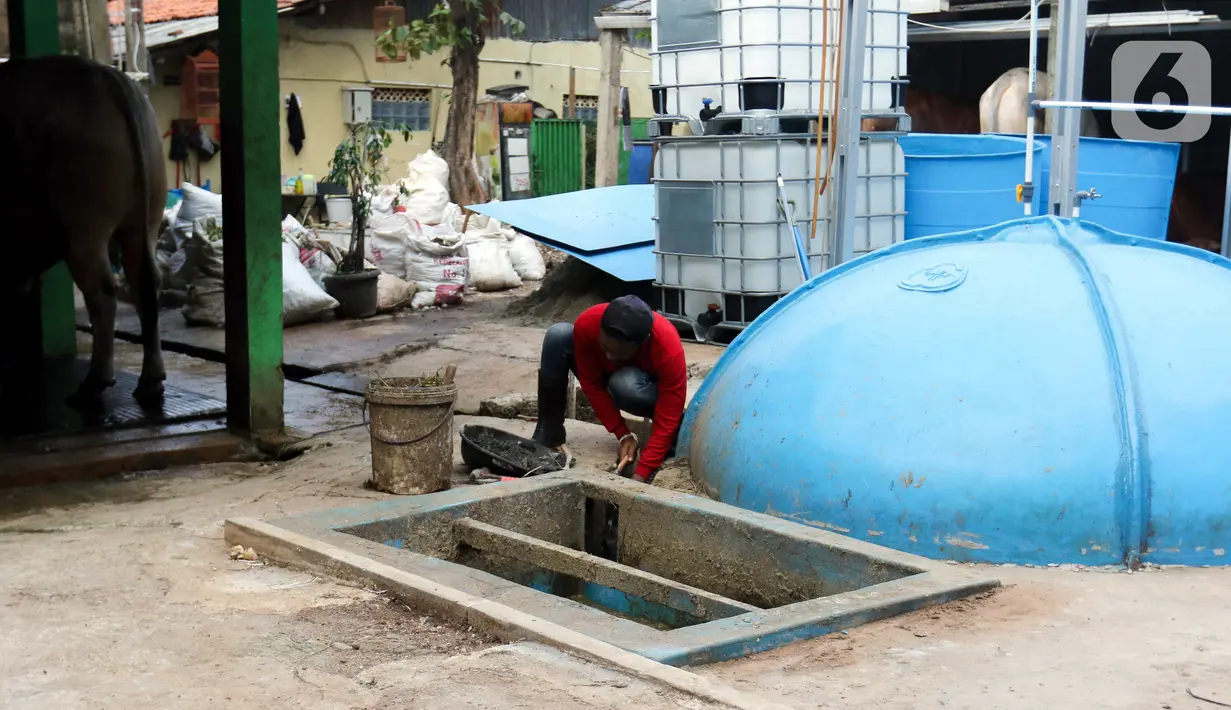 Pemanfaatan Limbah Kotoran Sapi Jadi Biogas Untuk Rumah Tangga dan ...