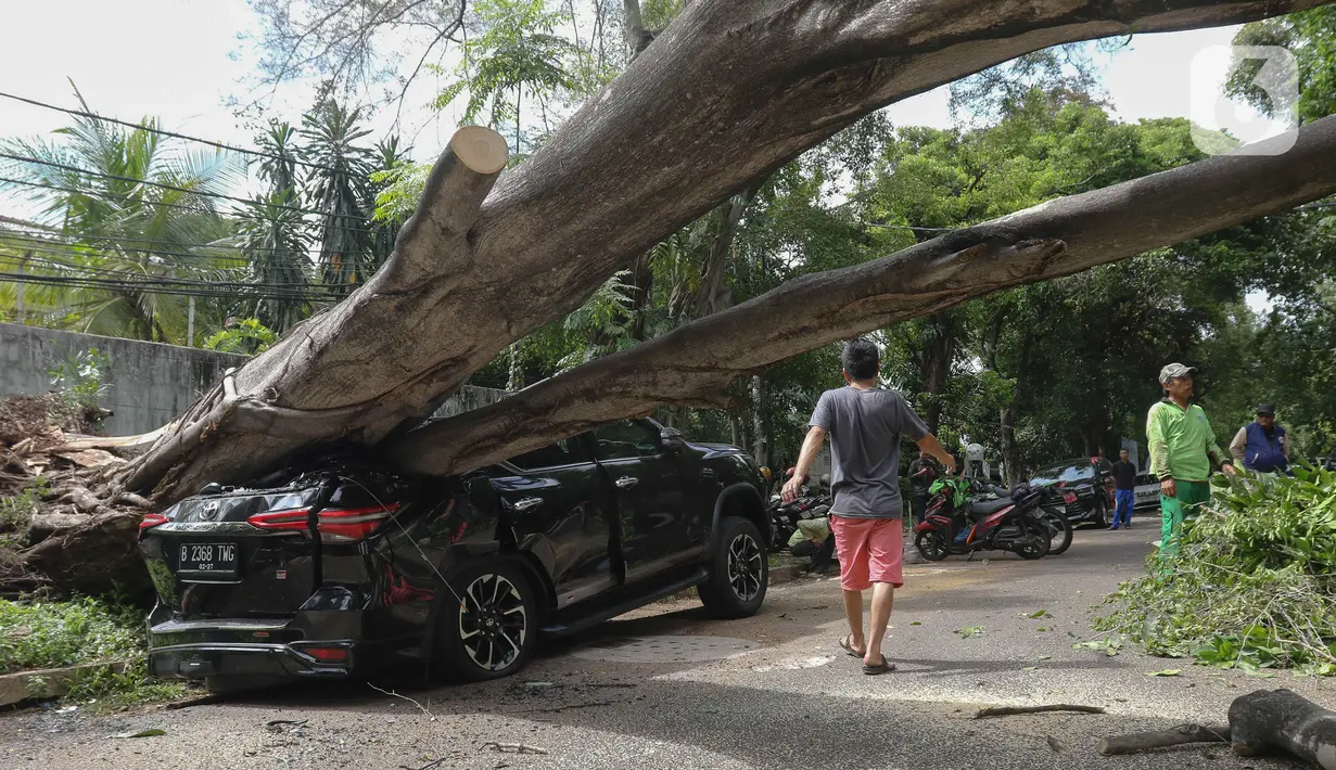 Sebuah Pohon Besar Tumbang Timpa Fortuner hingga Ringsek - Foto Liputan6.com