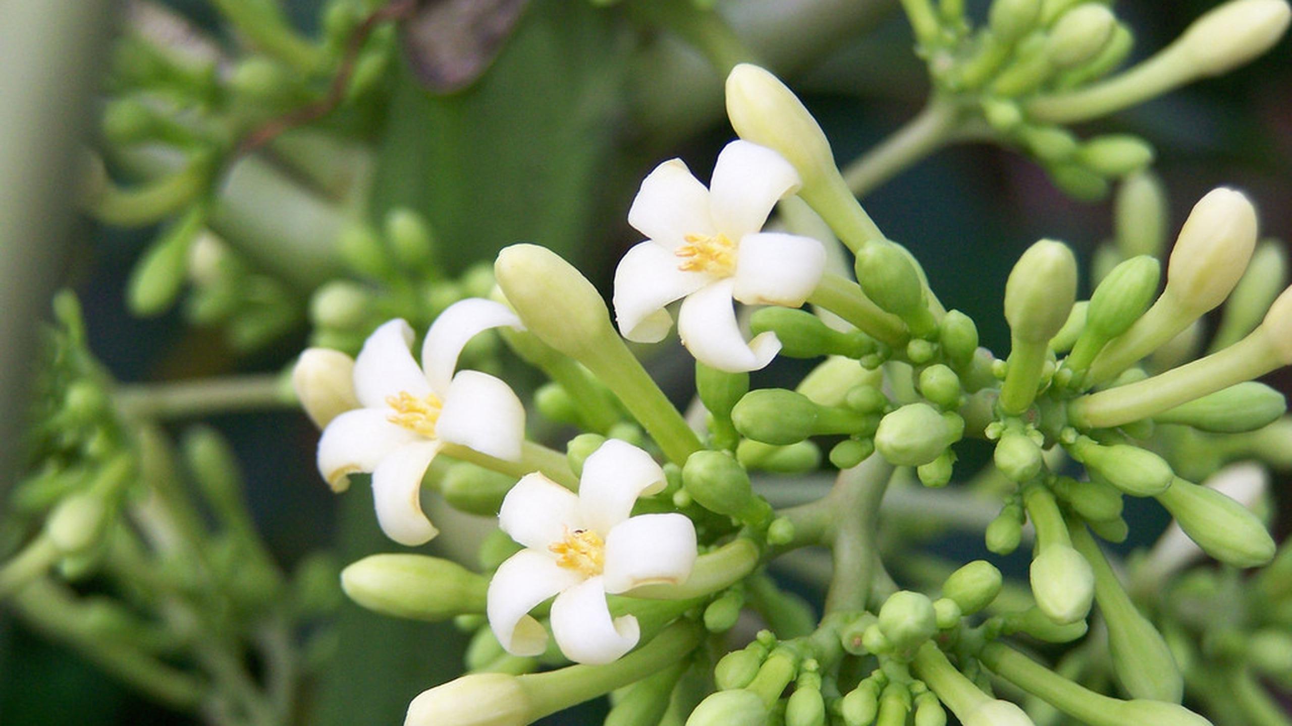 Ini Cara Memasak Bunga Pepaya Agar Tidak Pahit yang Mudah dan Lezat