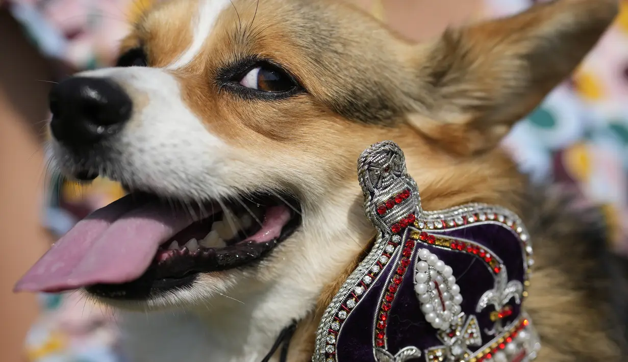 Parade Corgis di Istana Buckingham, Menandai Setahun Kematian Ratu ...