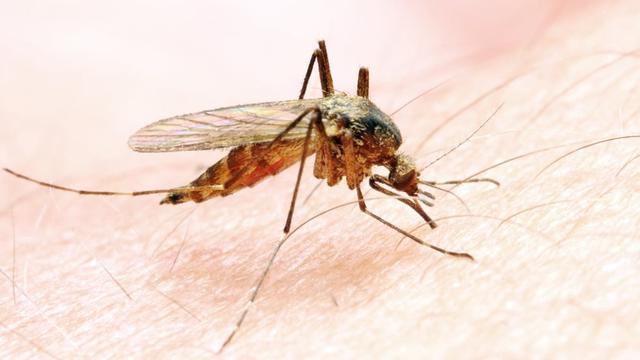 Mengenal Nyamuk Anopheles dan Bahayanya bagi Manusia, Penyebab Malaria
