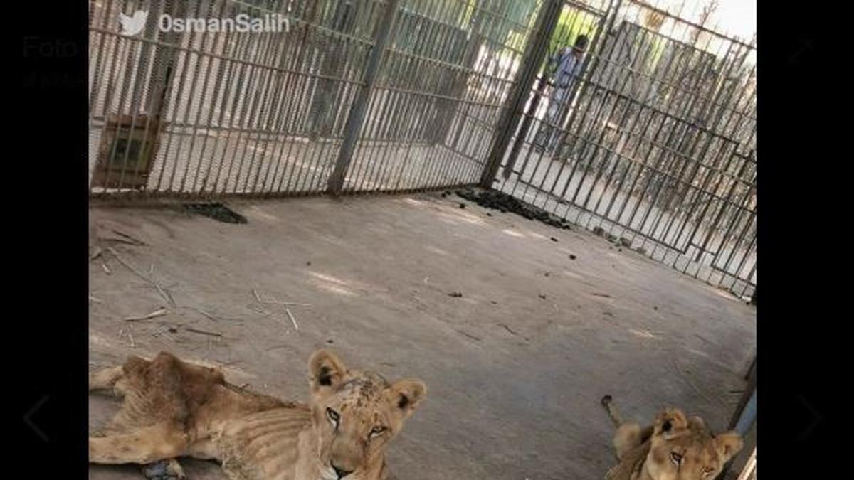 Potret Singa Kurus Kering di Kebun Binatang Sudan nan Menyayat Hati